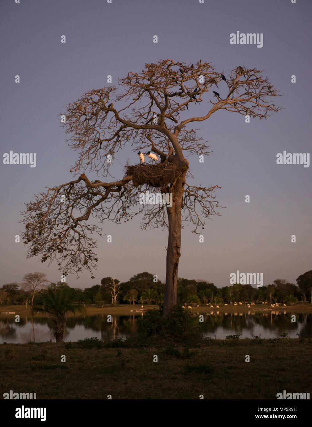 A Manduvi Tree with nesting Jabirus and Hyacinth Macaws, from South ...