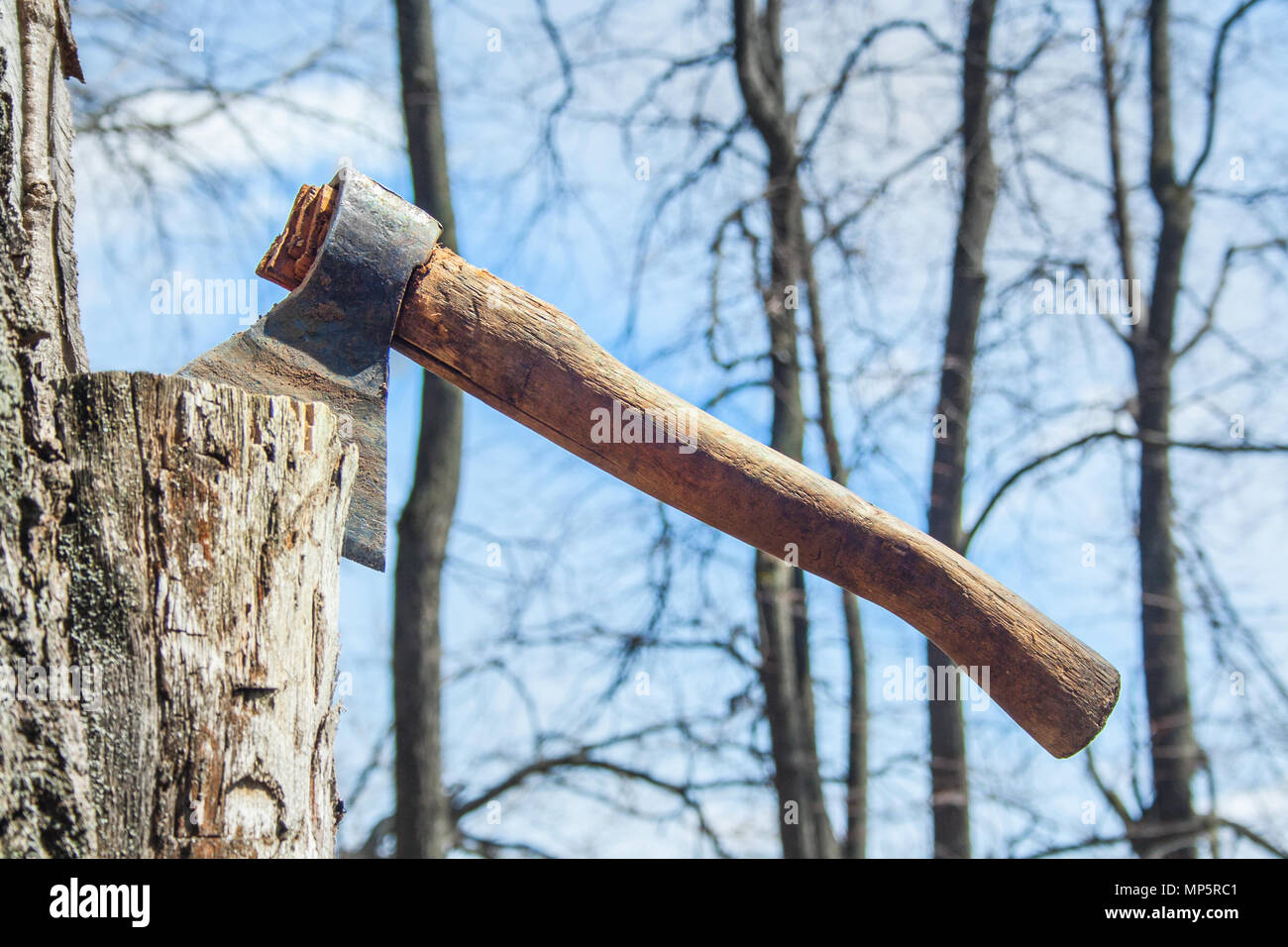Old dirty hatchet is stuck in pine tree Stock Photo - Alamy