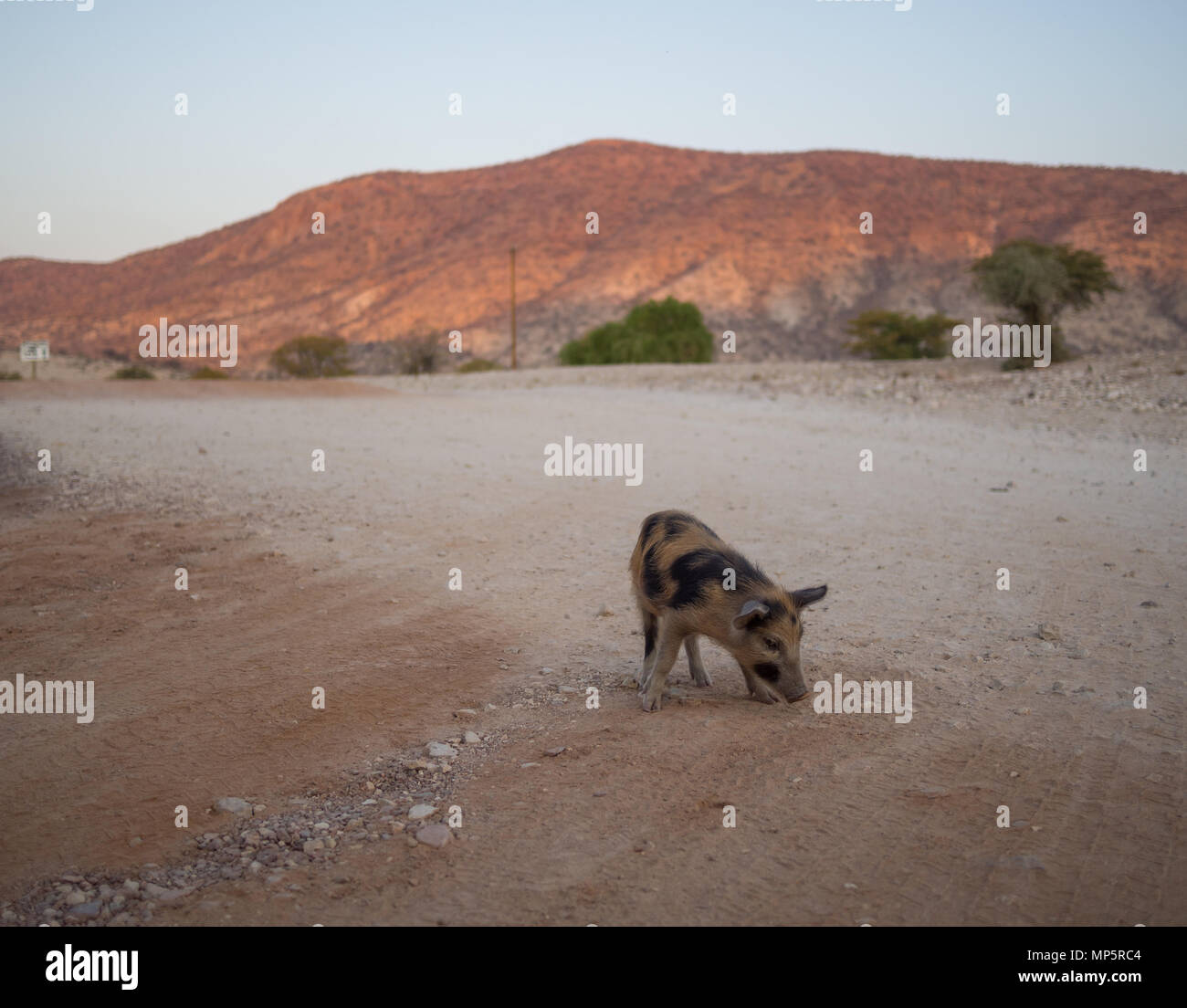 Black pig africa hi-res stock photography and images - Alamy