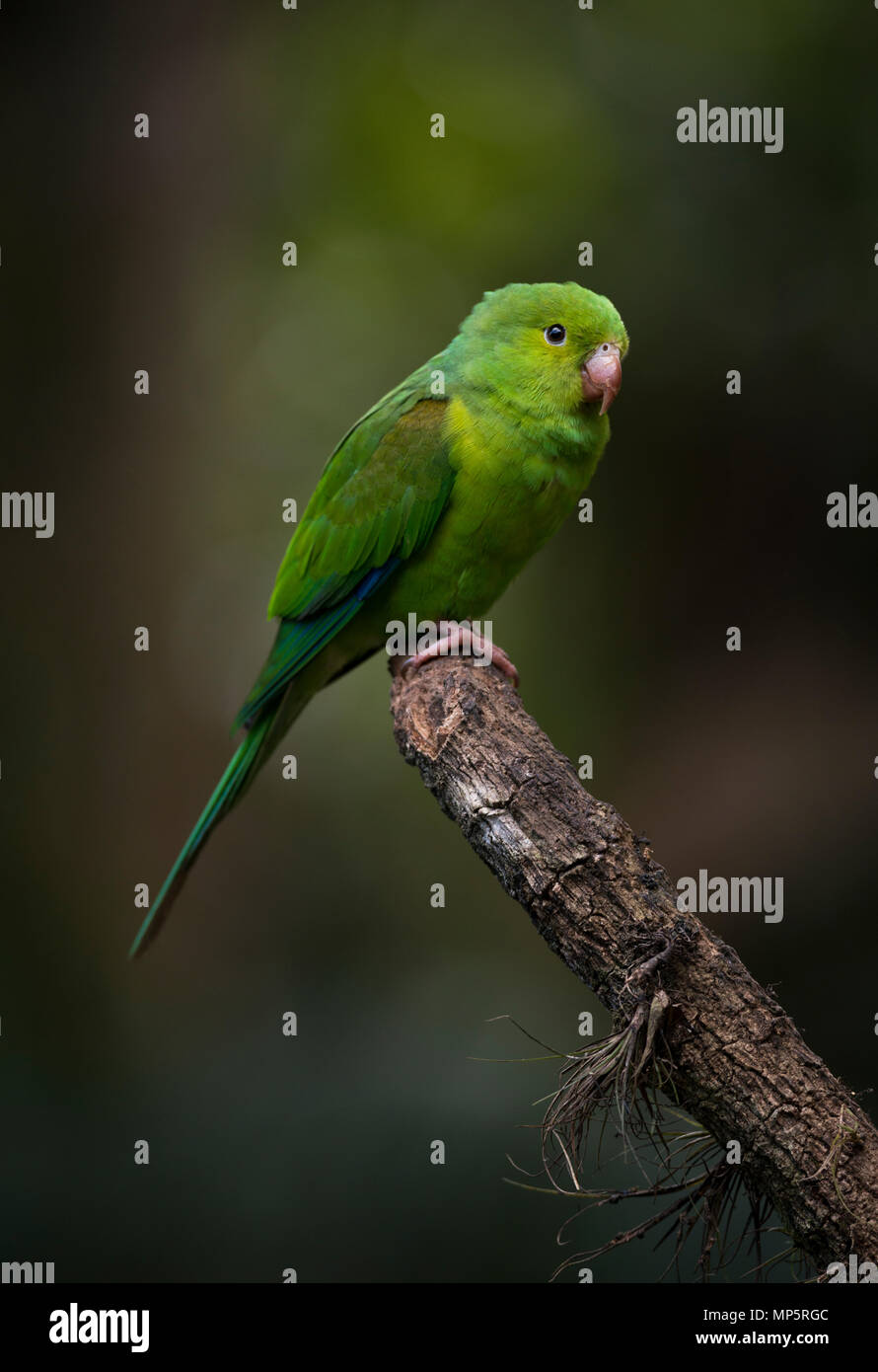 A Plain Parakeet (Brotogeris tirica) from the Atlantic Rainforest of SE ...