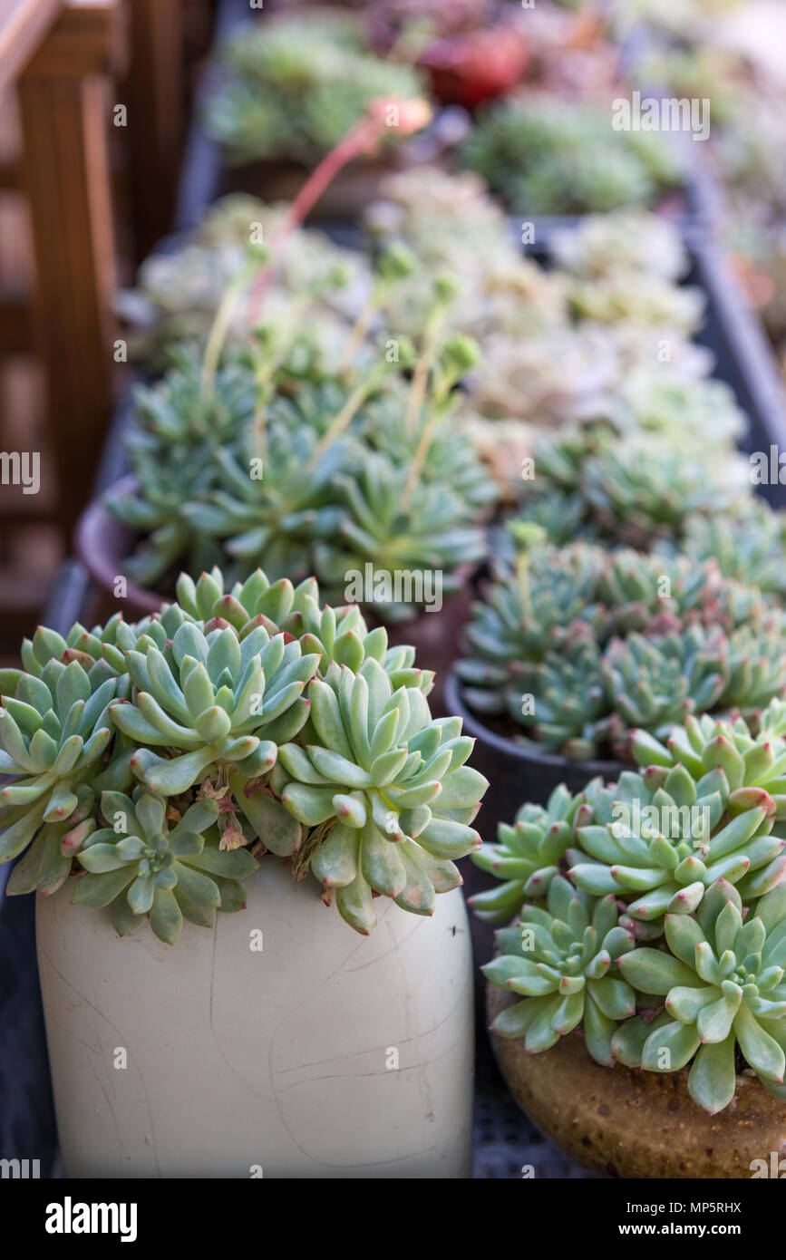 Cute succulent hi-res stock photography and images - Alamy