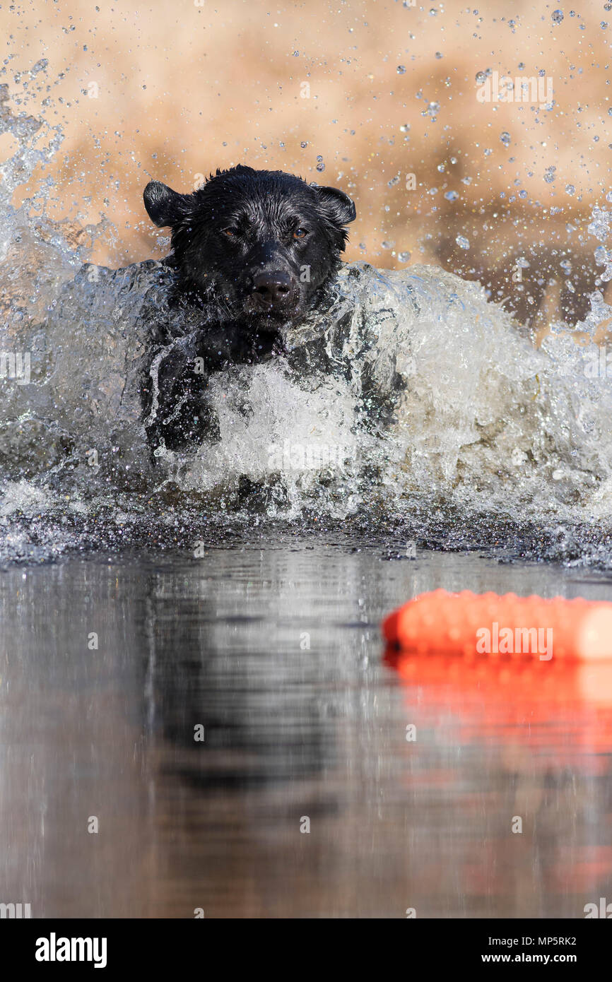 Labrador Retriever out retrieving in the spring Stock Photo - Alamy