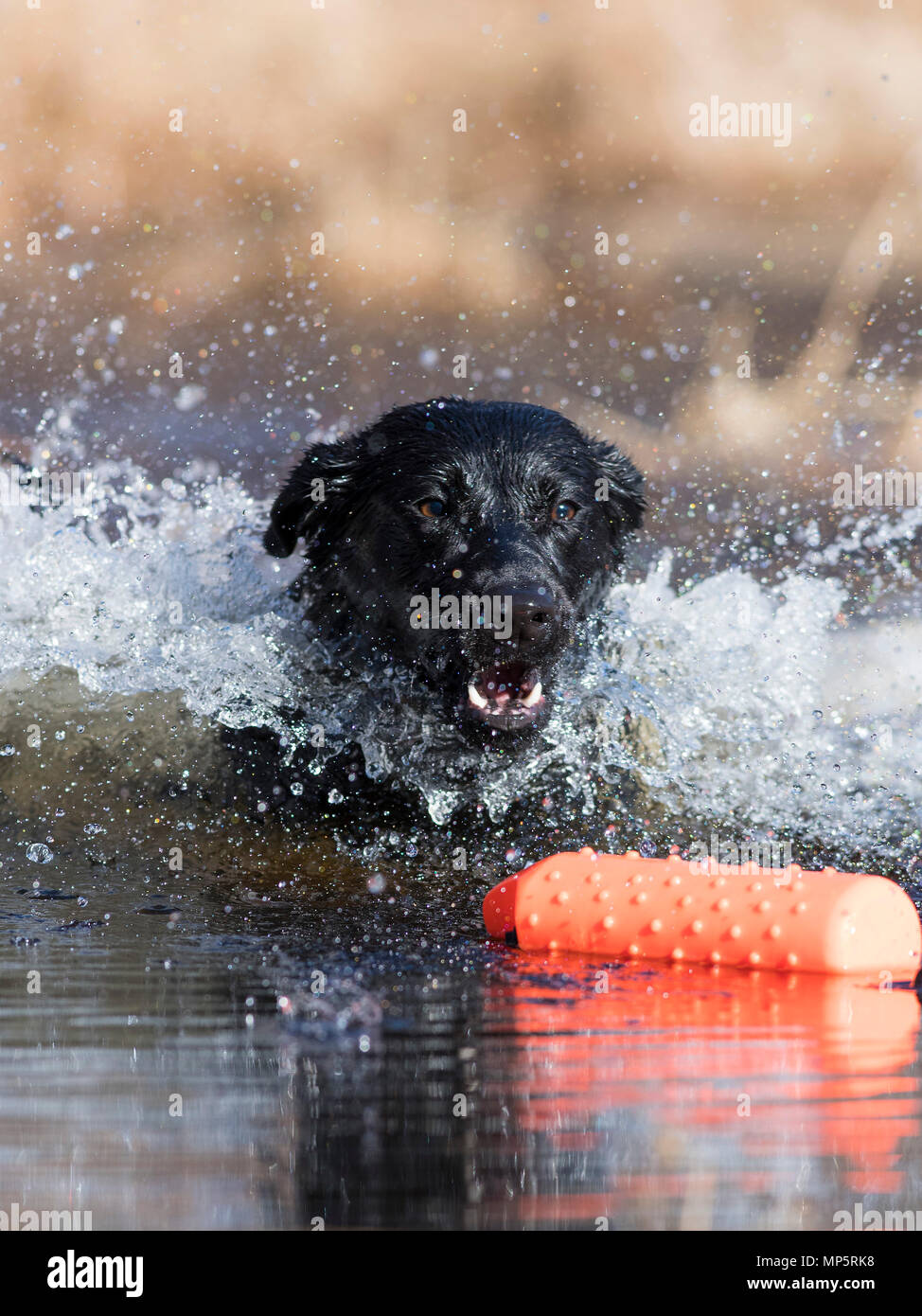 Labrador Retriever out retrieving in the spring Stock Photo - Alamy