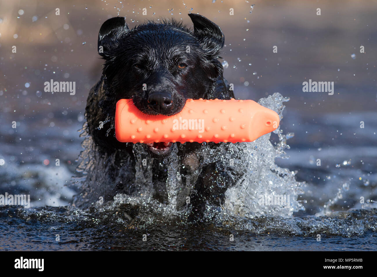 Labrador Retriever out retrieving in the spring Stock Photo - Alamy