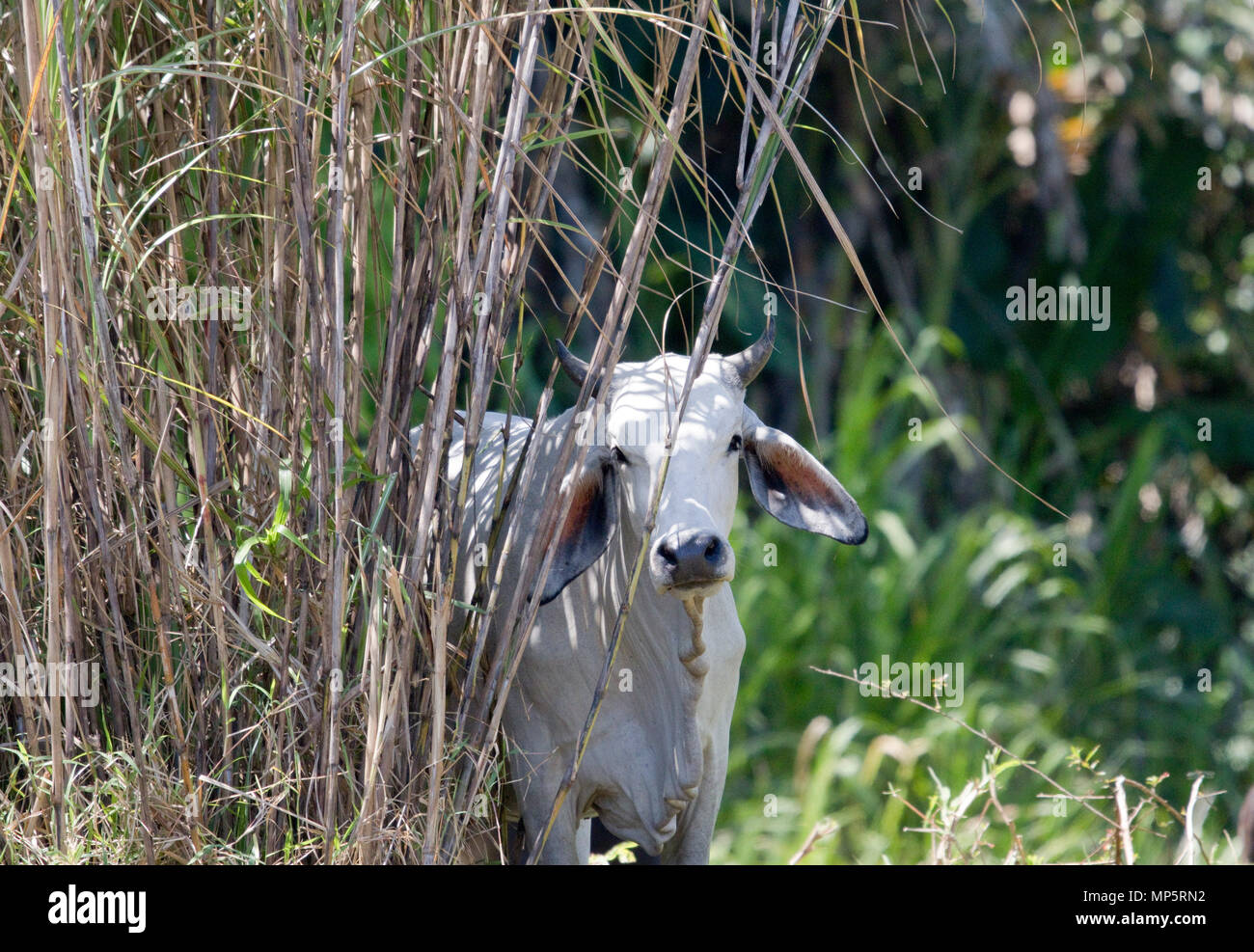 Dairy cattle central america hi-res stock photography and images - Alamy