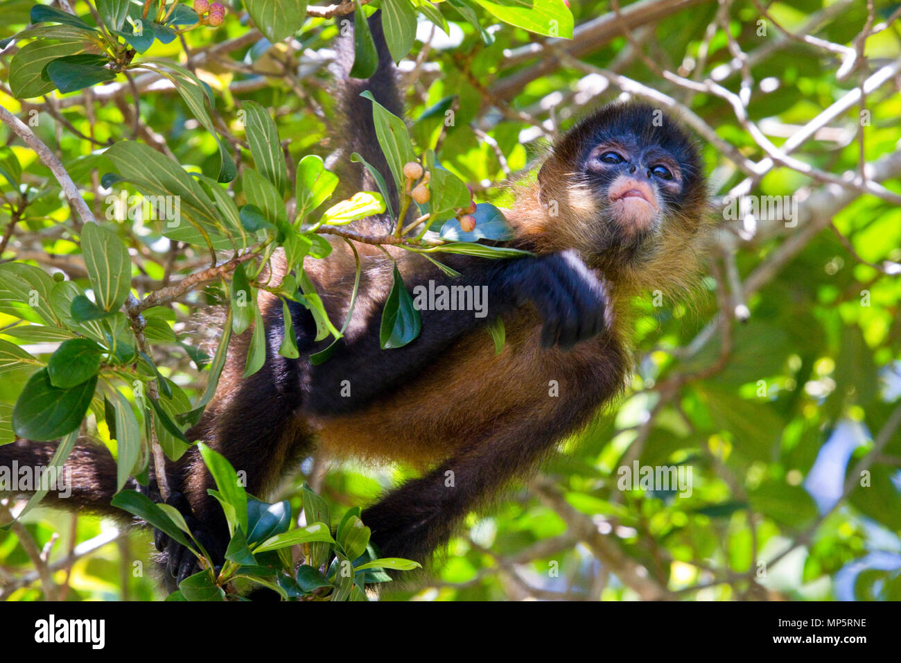 Wild monkey looking for berries in central america Stock Photo - Alamy