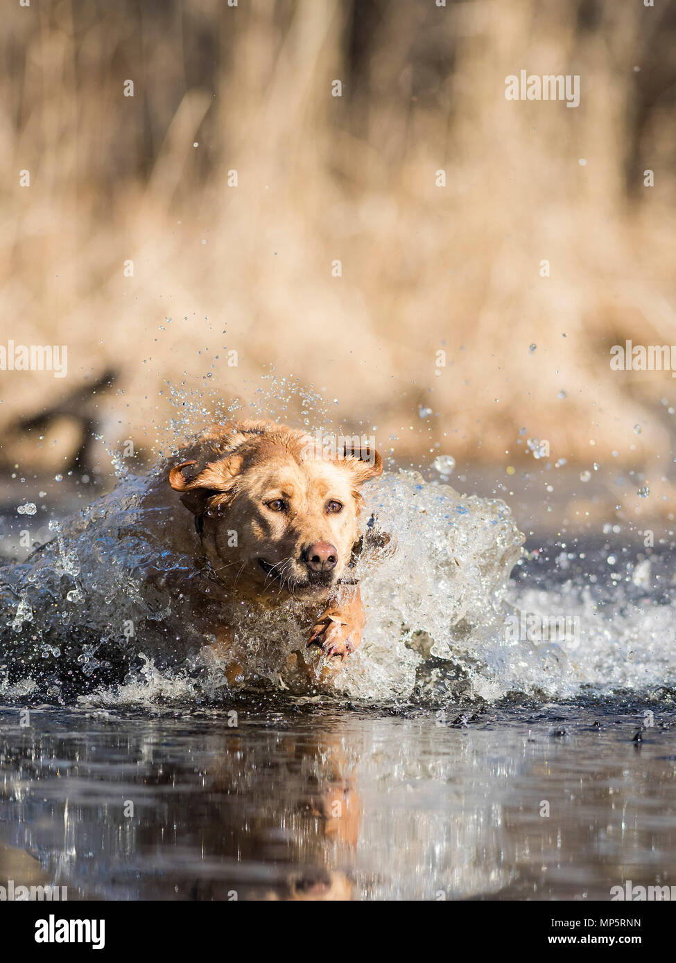 Labrador Retriever out retrieving in the spring Stock Photo - Alamy