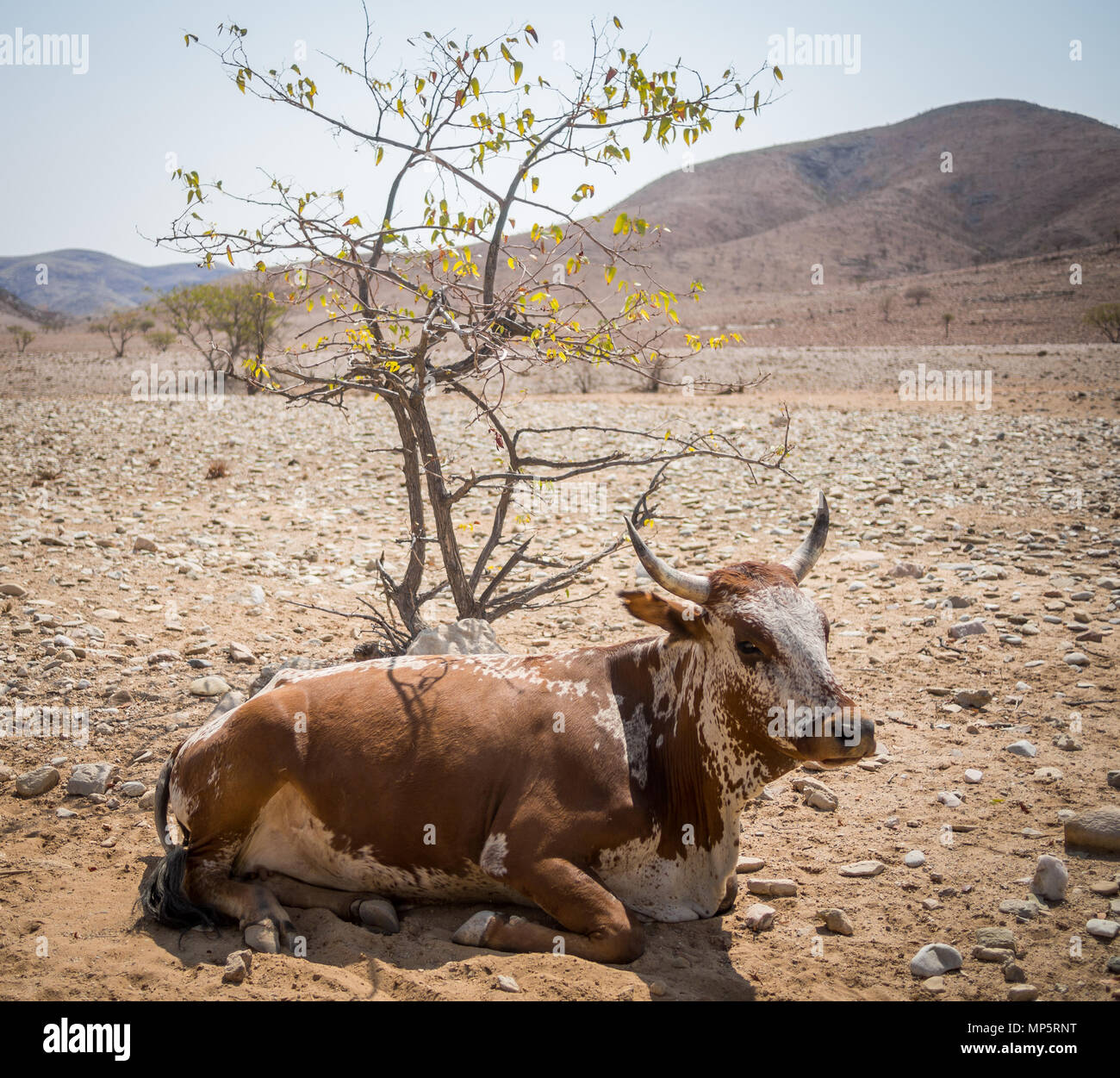 Cow with large horns hi-res stock photography and images - Alamy