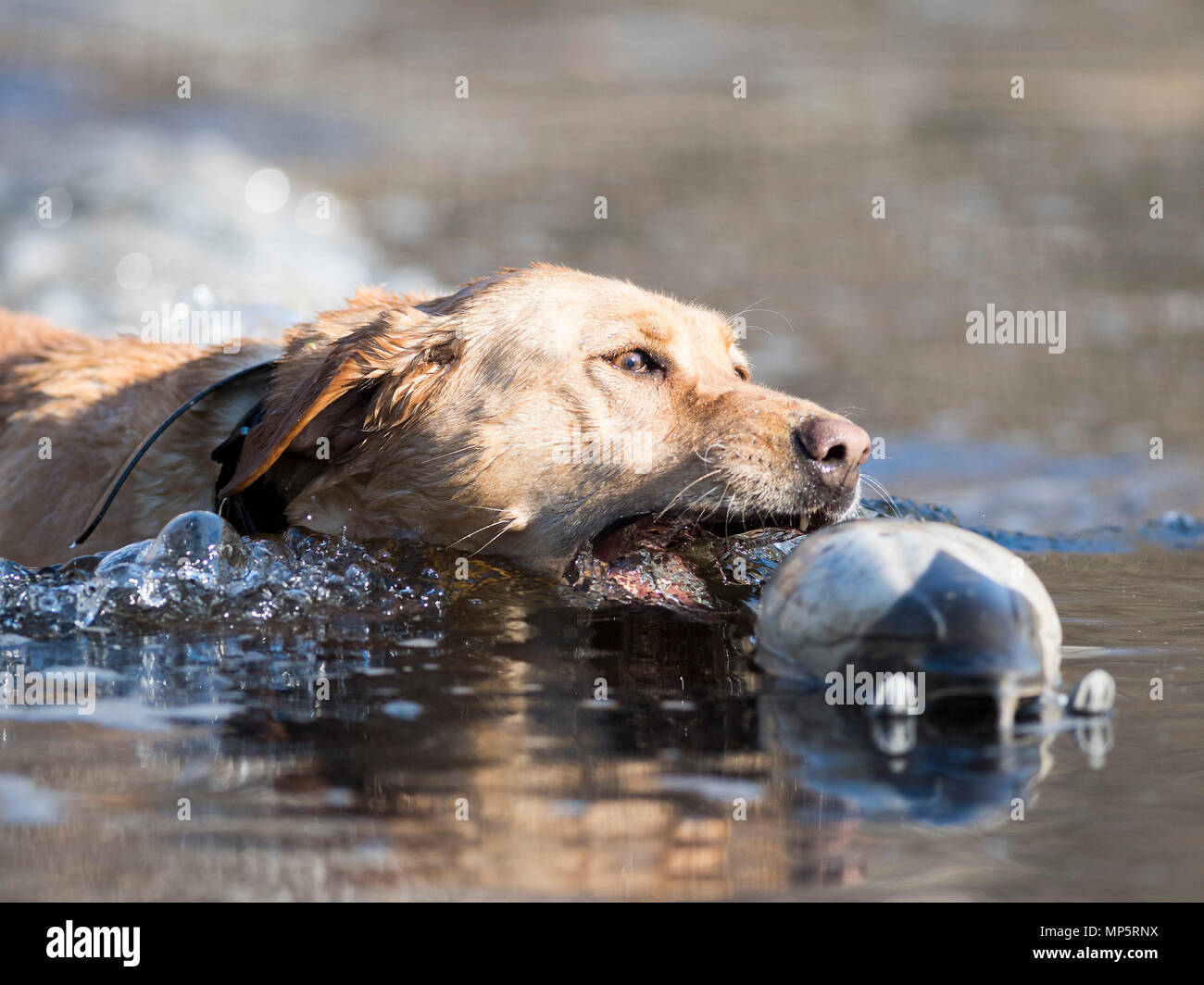 Labrador Retriever out retrieving in the spring Stock Photo - Alamy