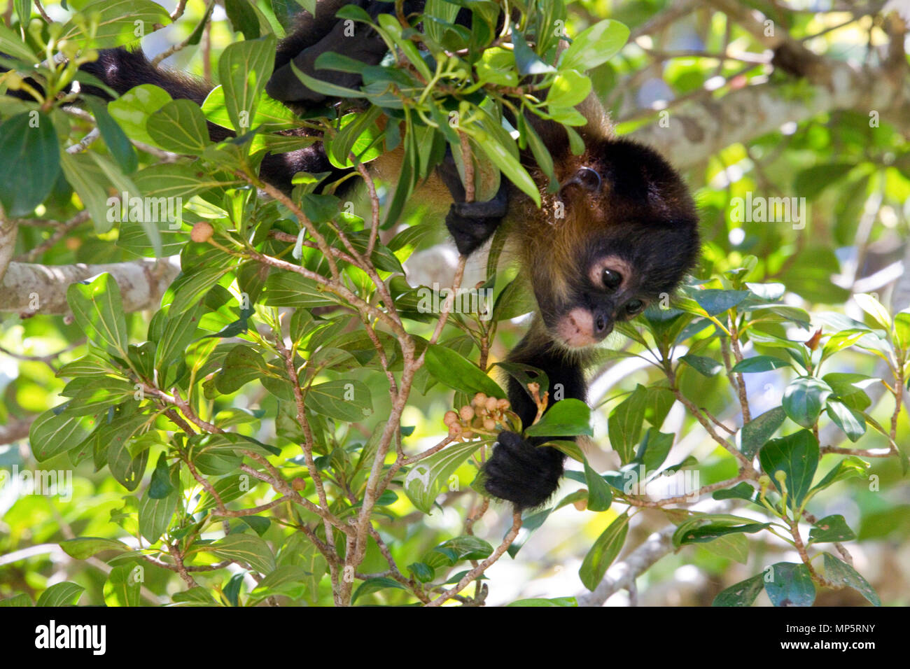 Wild monkey in trees hi-res stock photography and images - Alamy