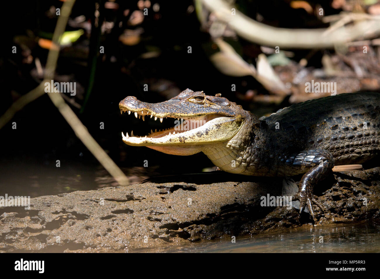 Croc face hi-res stock photography and images - Alamy