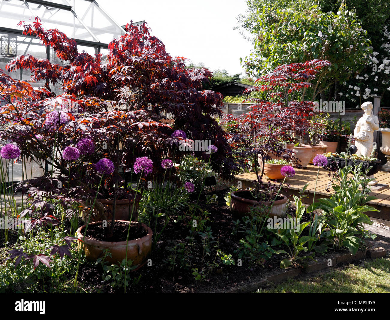 Acer palmatum atropurpureum japanese maple hi-res stock photography and ...