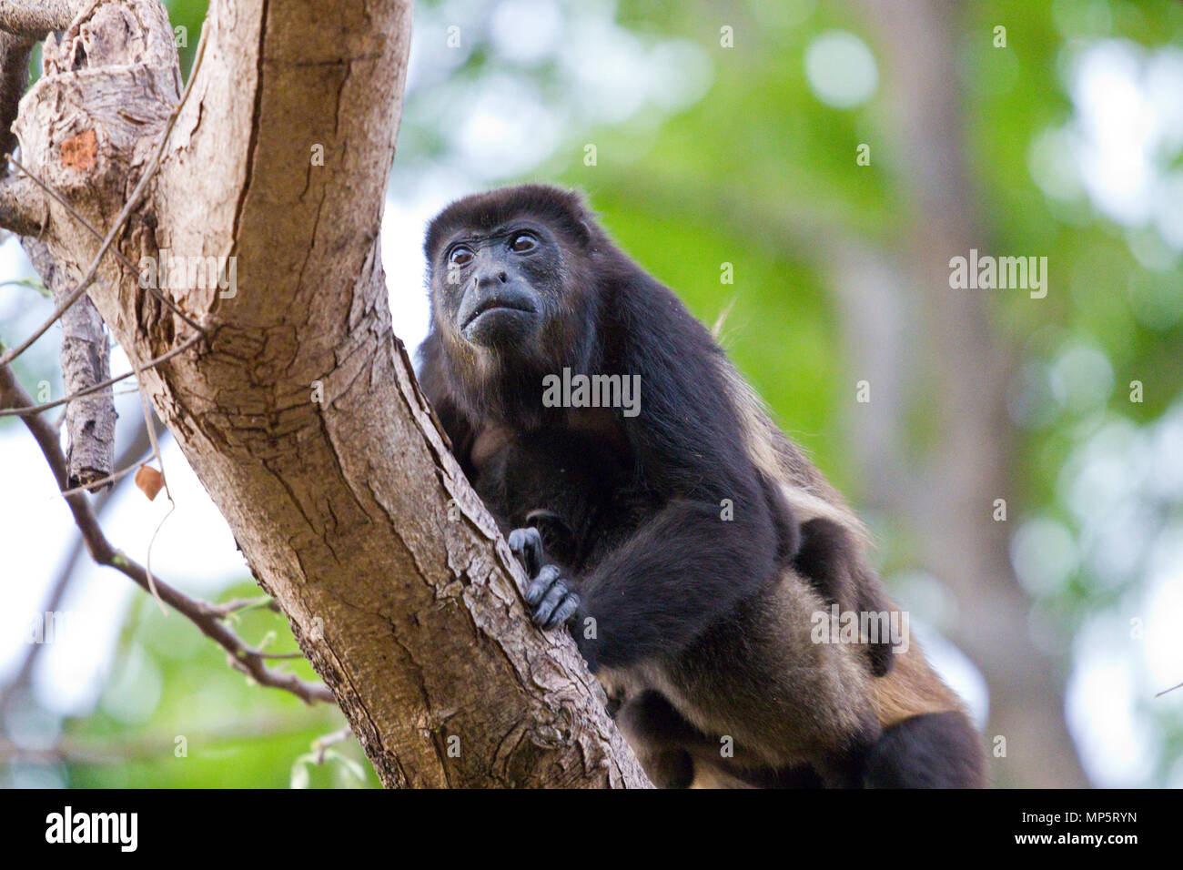 Howler monkey in the rain forest in central america Stock Photo - Alamy