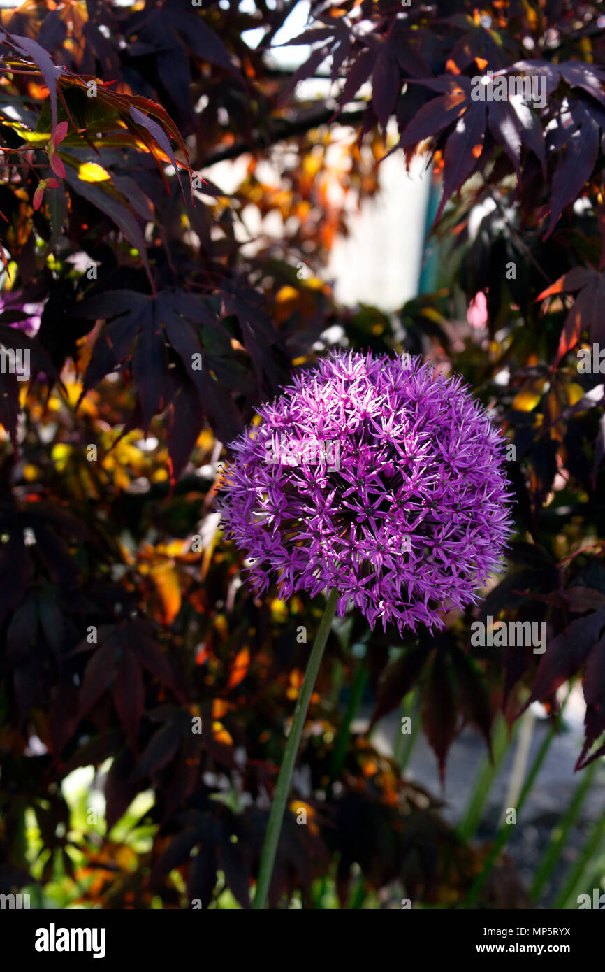 ALLIUM PURPLE SENSATION Stock Photo - Alamy