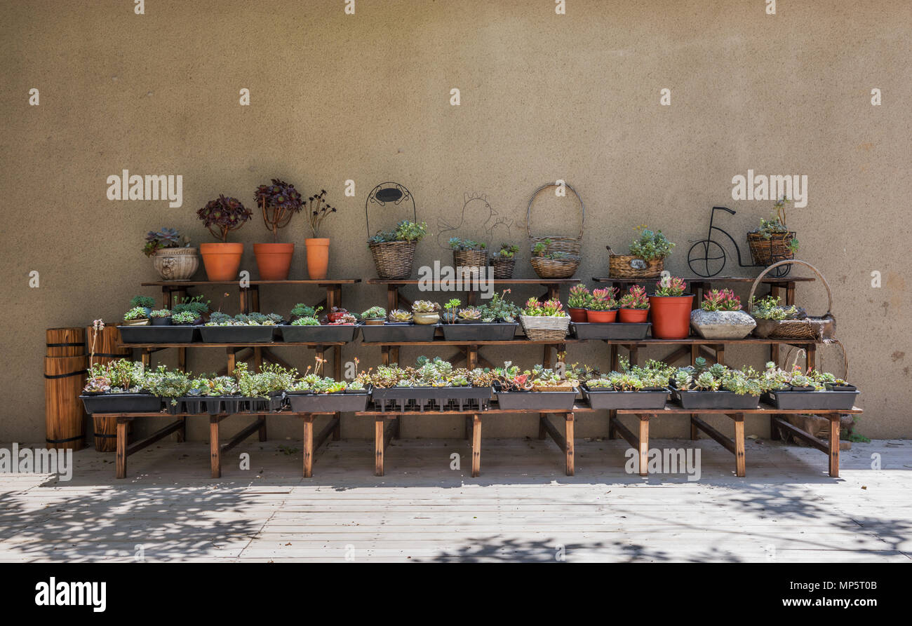 Beautiful succulent hi-res stock photography and images - Alamy