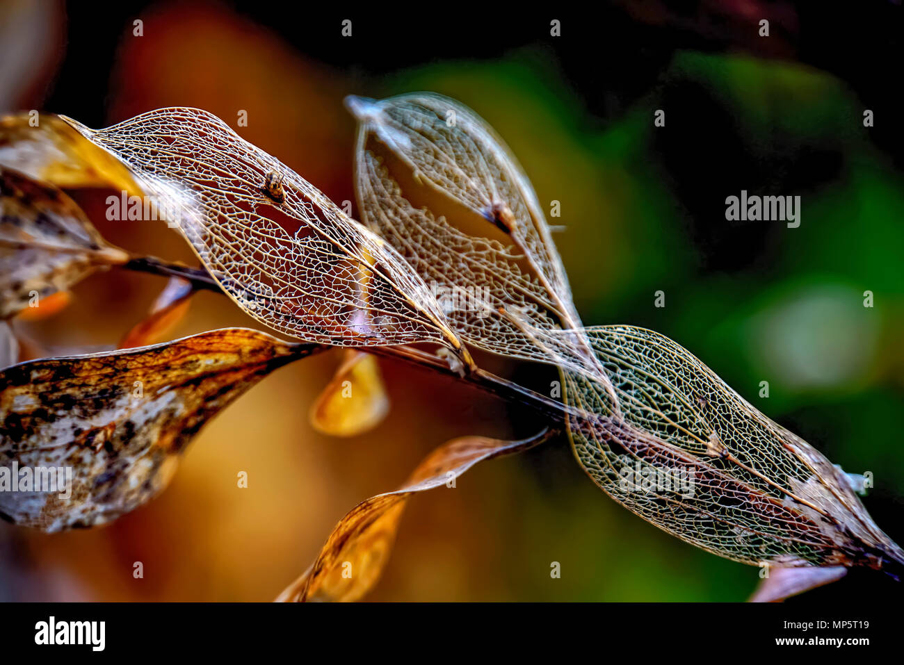 Decaying leaf hi-res stock photography and images - Alamy