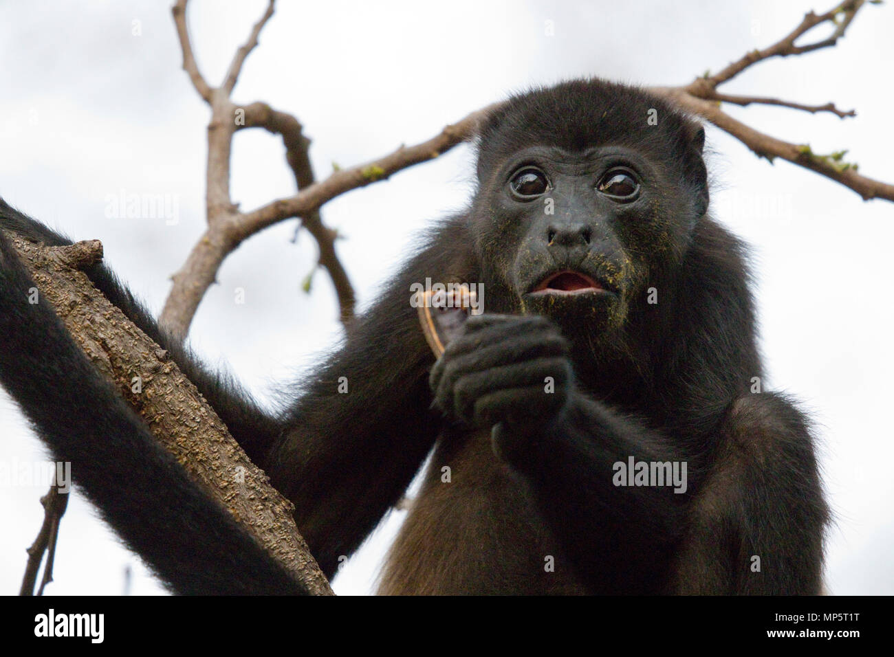 Howler monkey in the rain forest in central america Stock Photo - Alamy