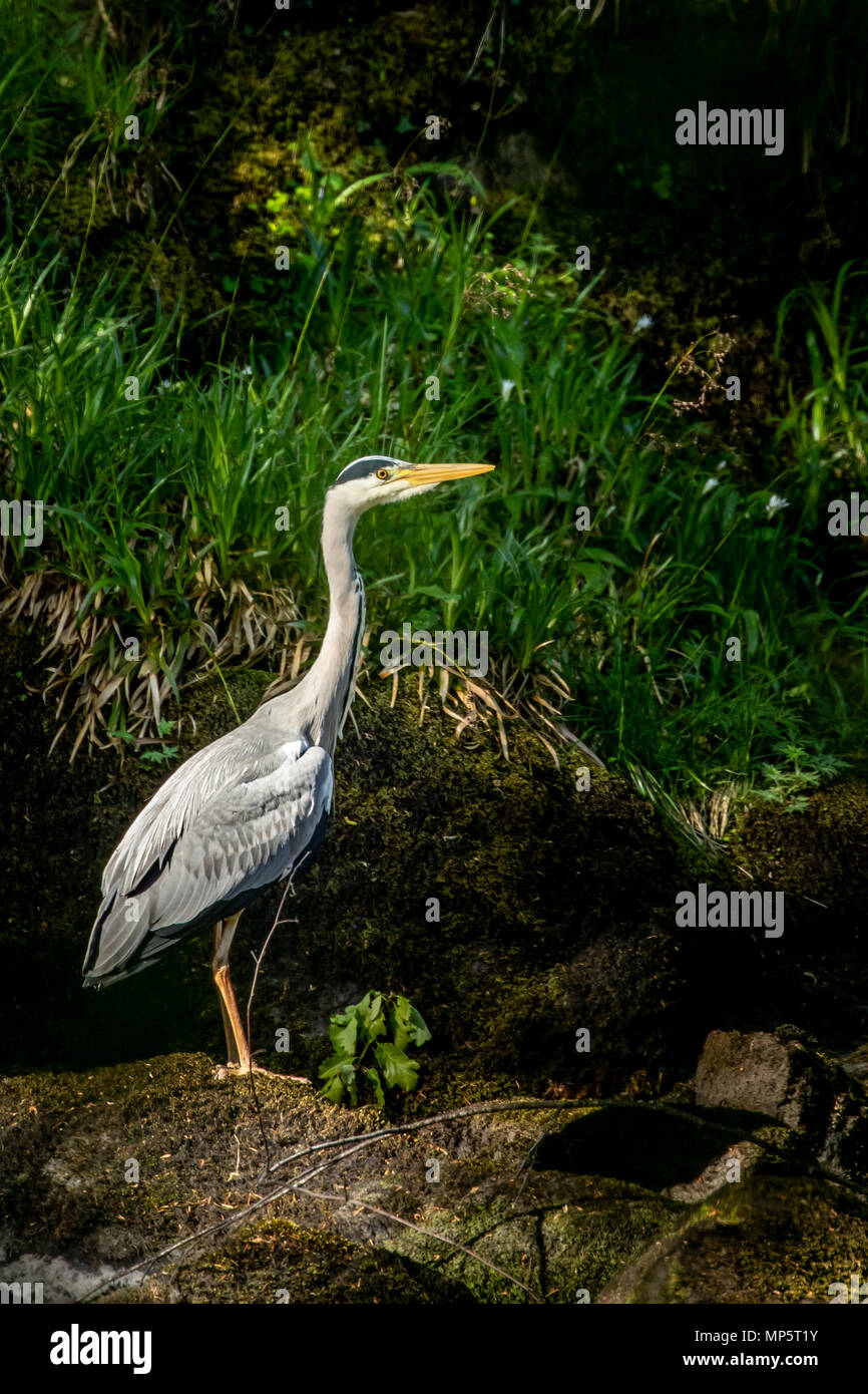Snowdonia wildlife hi-res stock photography and images - Alamy