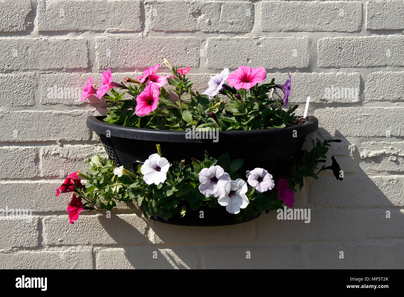 PETUNIA EASY WAVE GROWING IN A NEWLY PLANTED SUMMER WALL BASKET Stock ...