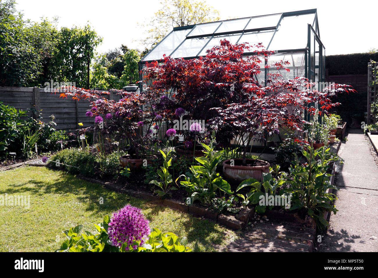 ACER PALMATUM ATROPURPUREUM. JAPANESE MAPLE Stock Photo - Alamy