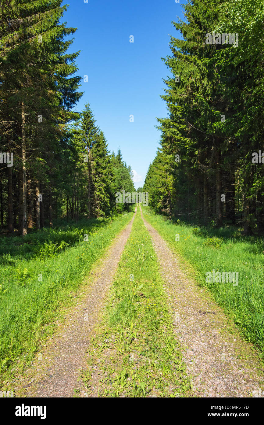 Forest road with spruce trees lined the road Stock Photo - Alamy