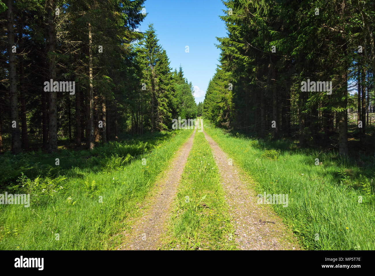 Forest road with trees lined the road Stock Photo - Alamy