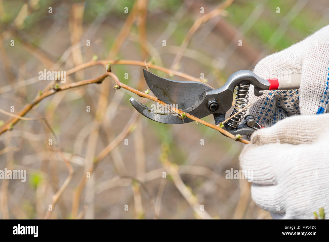 Pruning of raspberry branches in the garden Stock Photo - Alamy