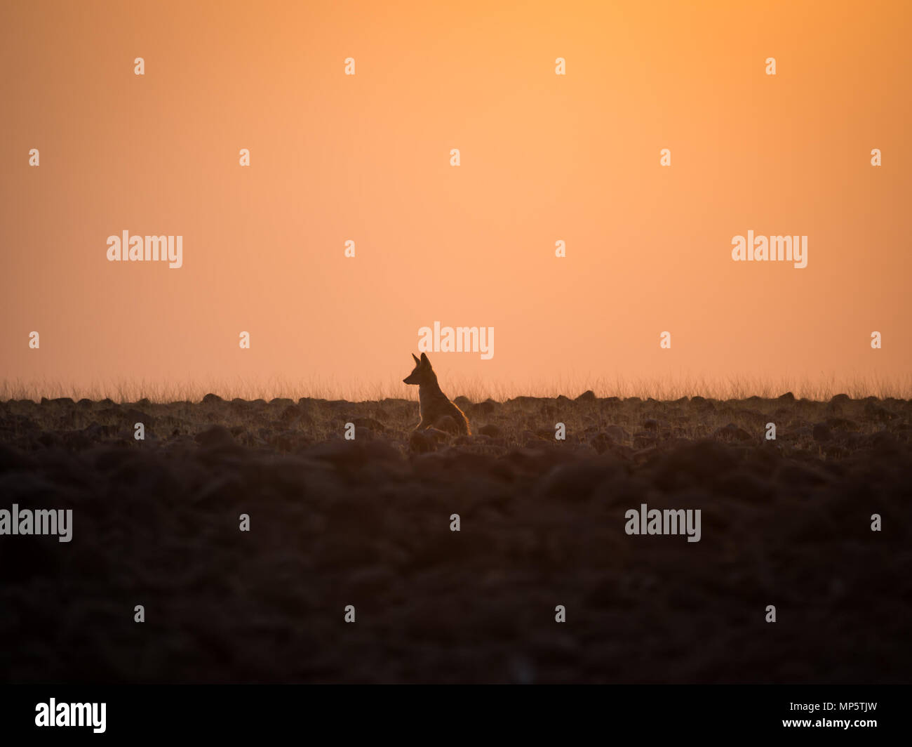 Lone black backed jackal looking into distance during golden sunset ...