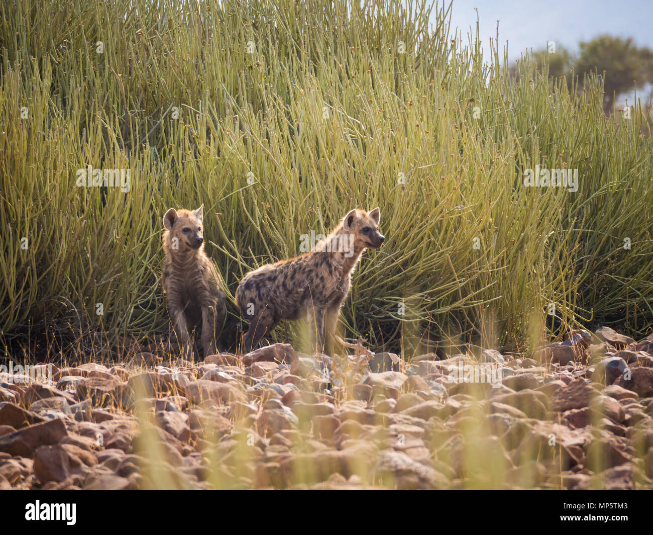 Portrait of spotted hyenas standing in front of green desert bush ...