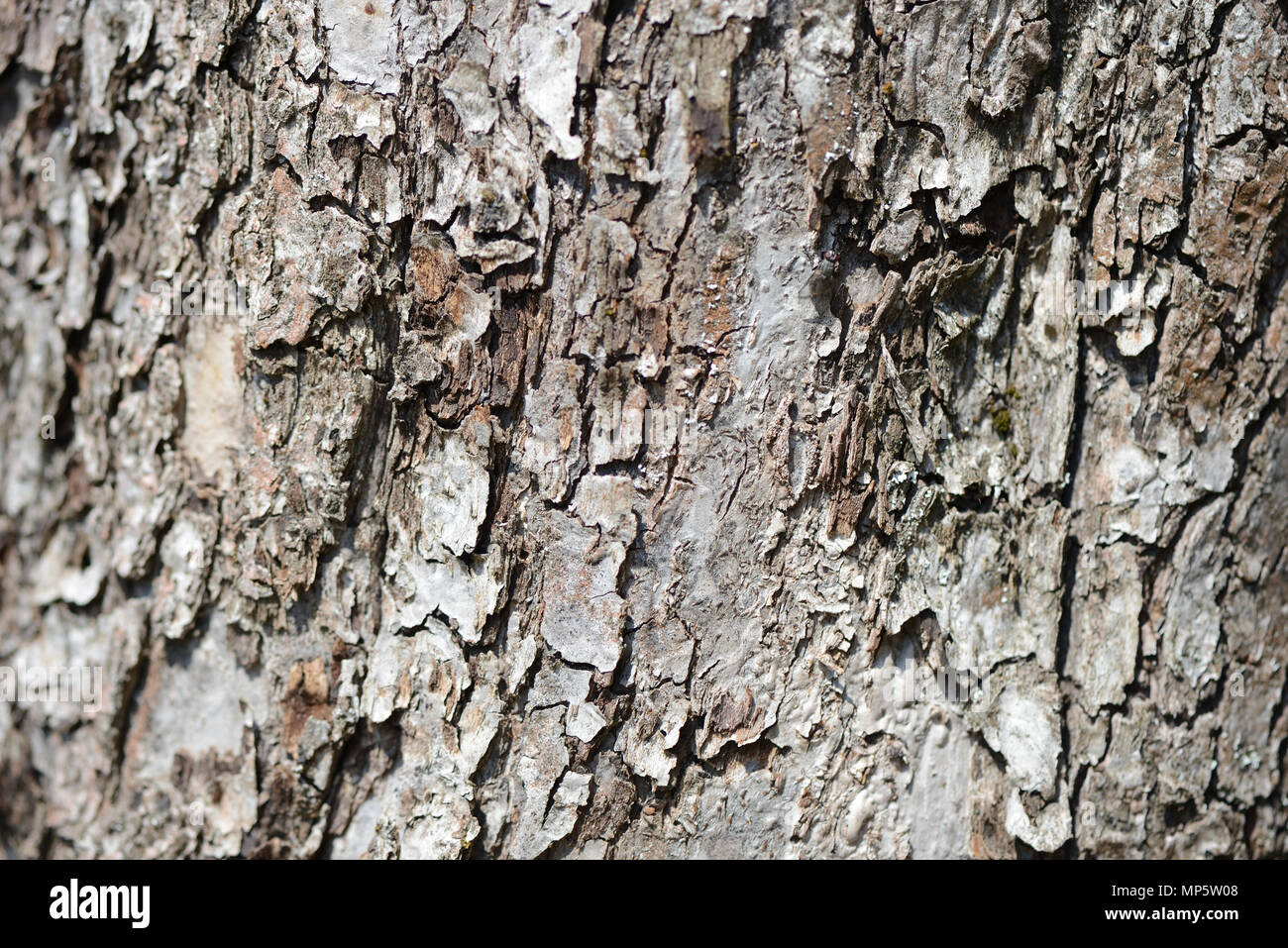 The bark of plum tree close up as a background Stock Photo - Alamy