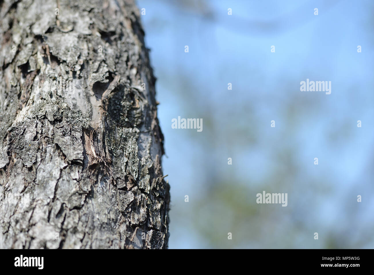 The bark of plum tree close up as a background Stock Photo - Alamy