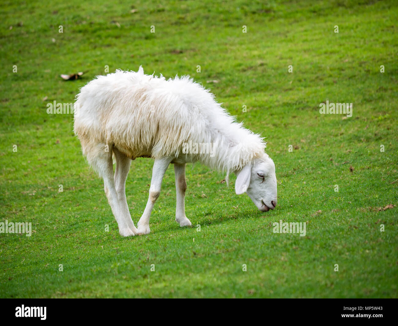 Lawn sheep eating hi-res stock photography and images - Alamy