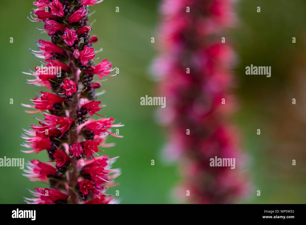 Russicum hi-res stock photography and images - Alamy