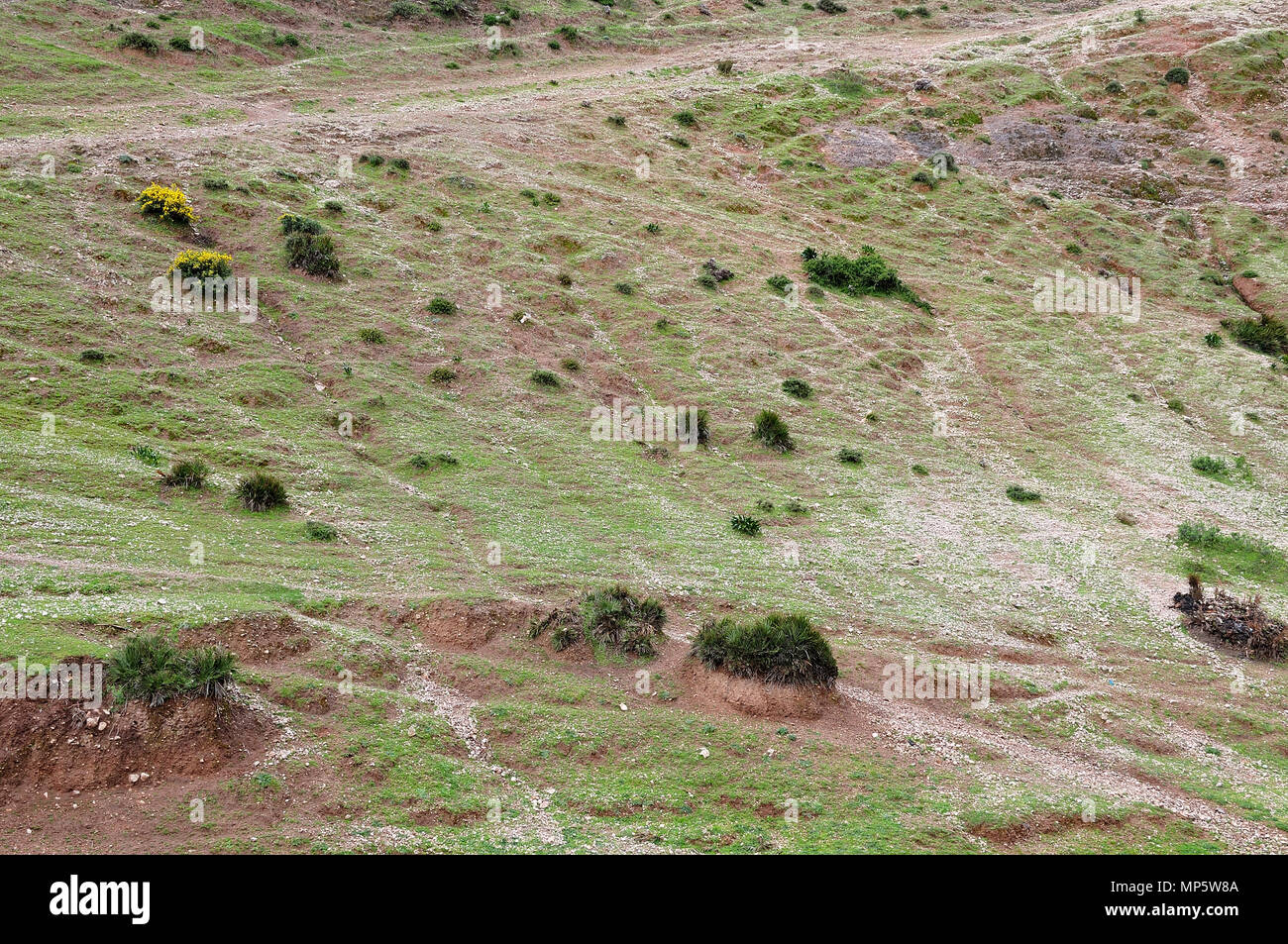 Sparse hillside vegetation hi-res stock photography and images - Alamy