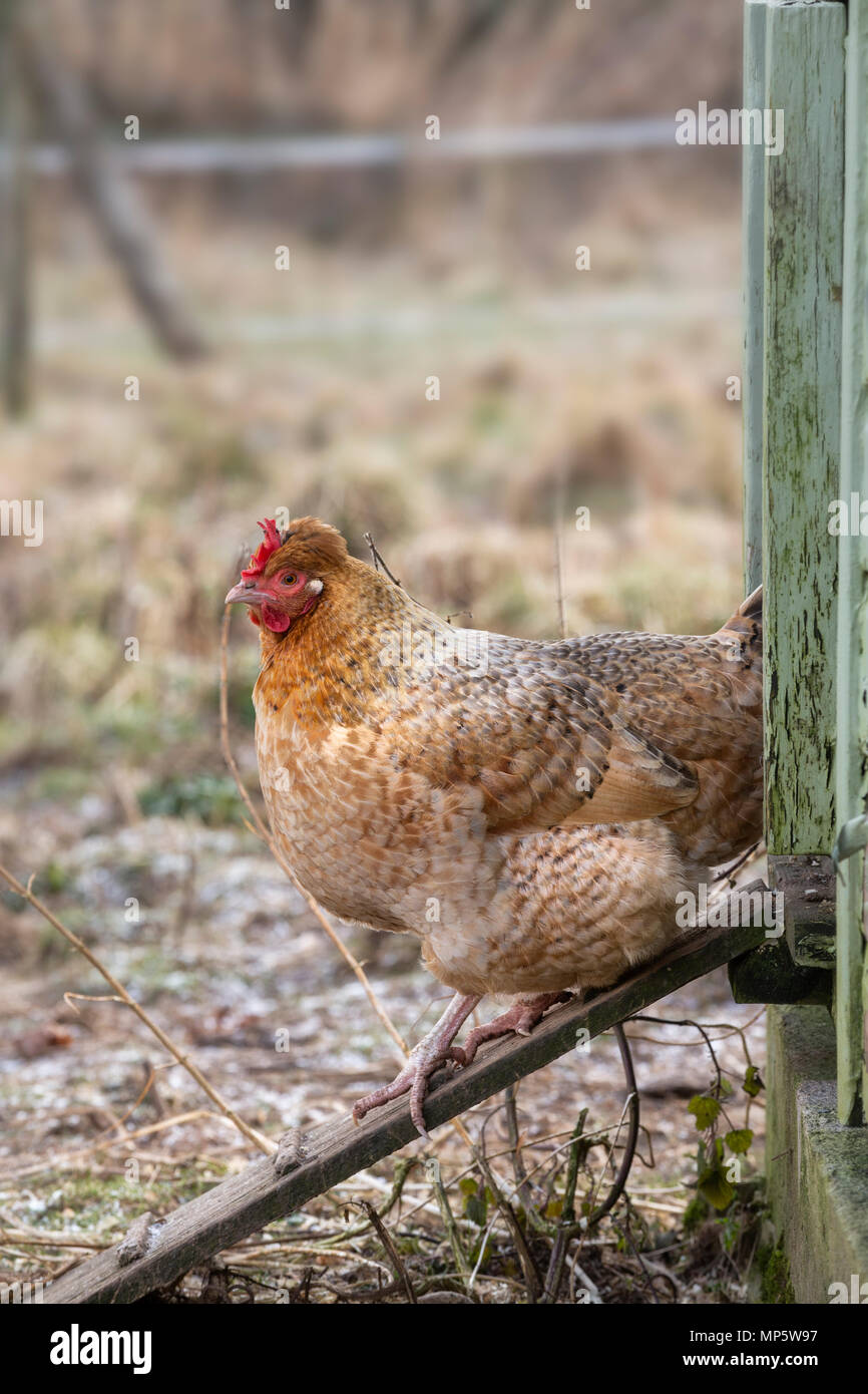 A light brown hen emerging from a hen house Stock Photo - Alamy