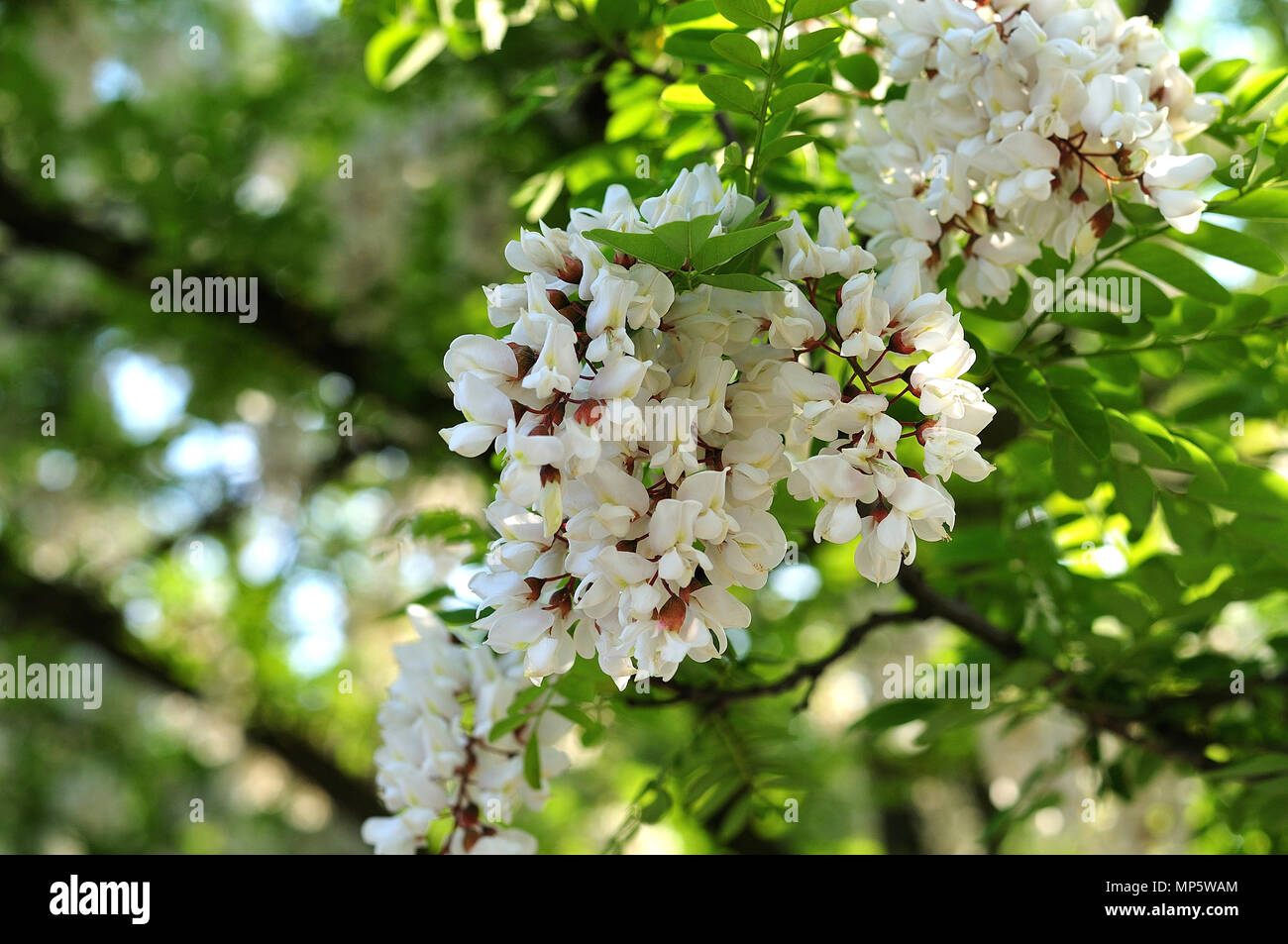 white flowers of a black locust tree blooming in springtime Stock Photo ...