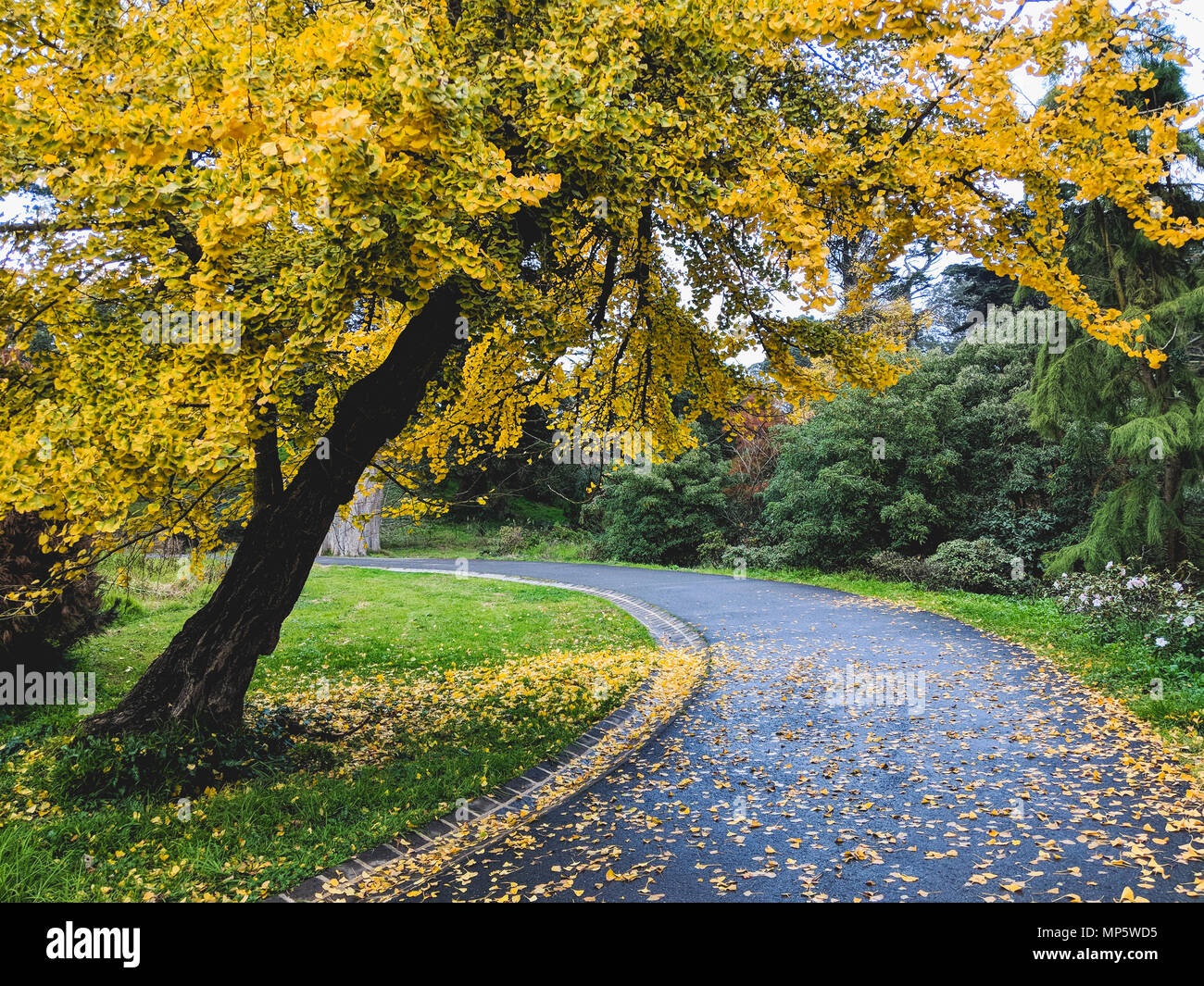 Yellow tree with leaves that have fallen on a curved path Stock Photo ...