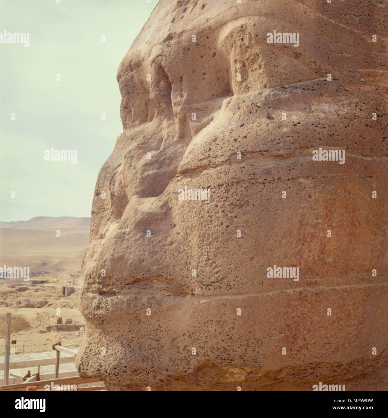 The great Sphinx of the Giza Pyramids complex undergoing restoration in ...