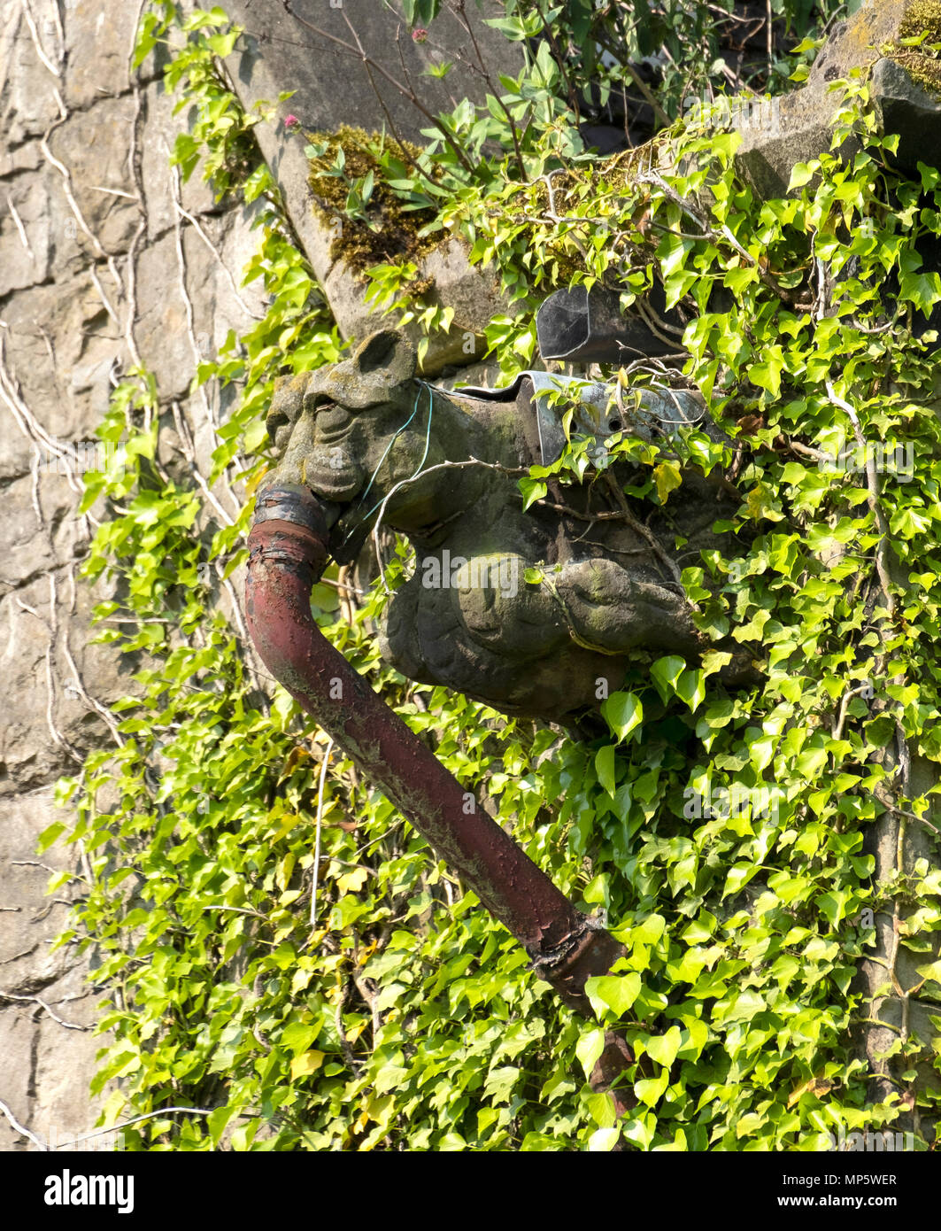Gargoyle on a church wall covered in ivy Stock Photo - Alamy