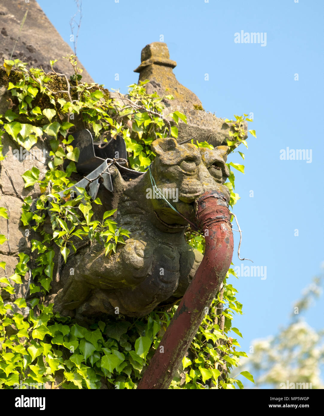 Drain pipe with gargoyle hi-res stock photography and images - Alamy
