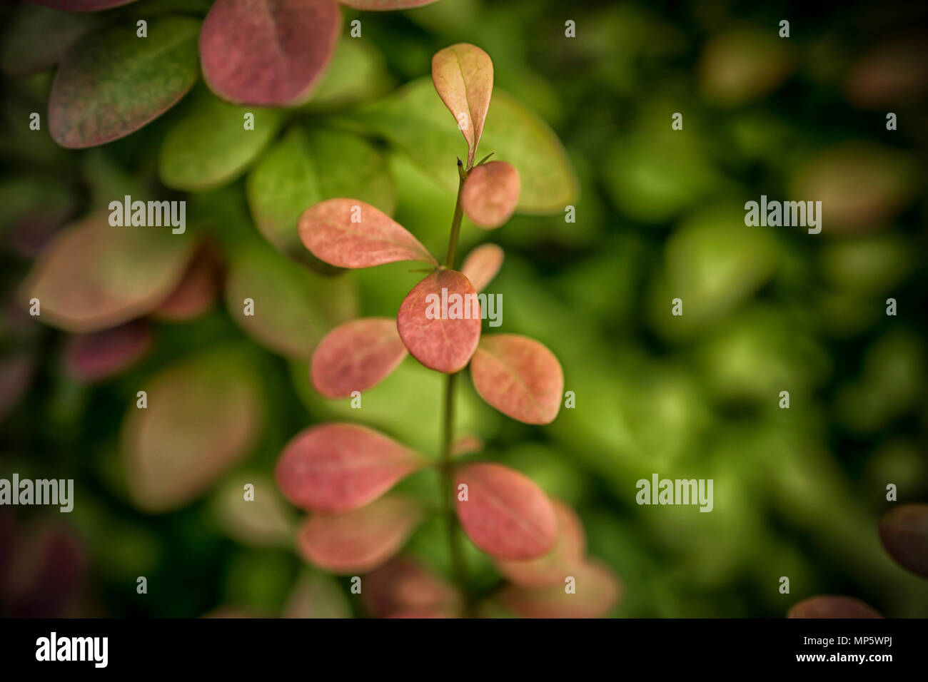 Quickset hedge hi-res stock photography and images - Alamy