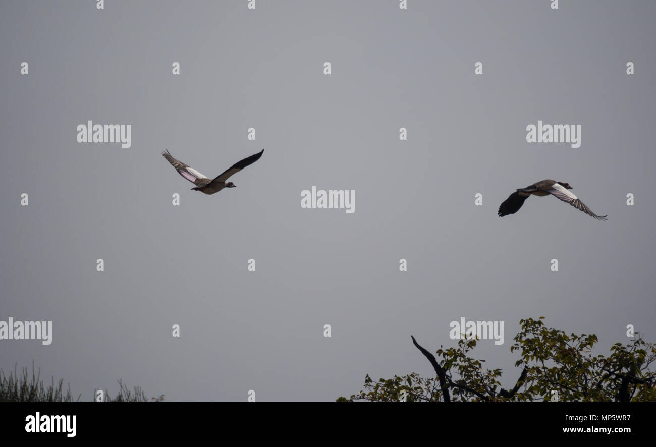 Two Egyptian Geese flying above trees, Palmwag Concession, Namibia ...