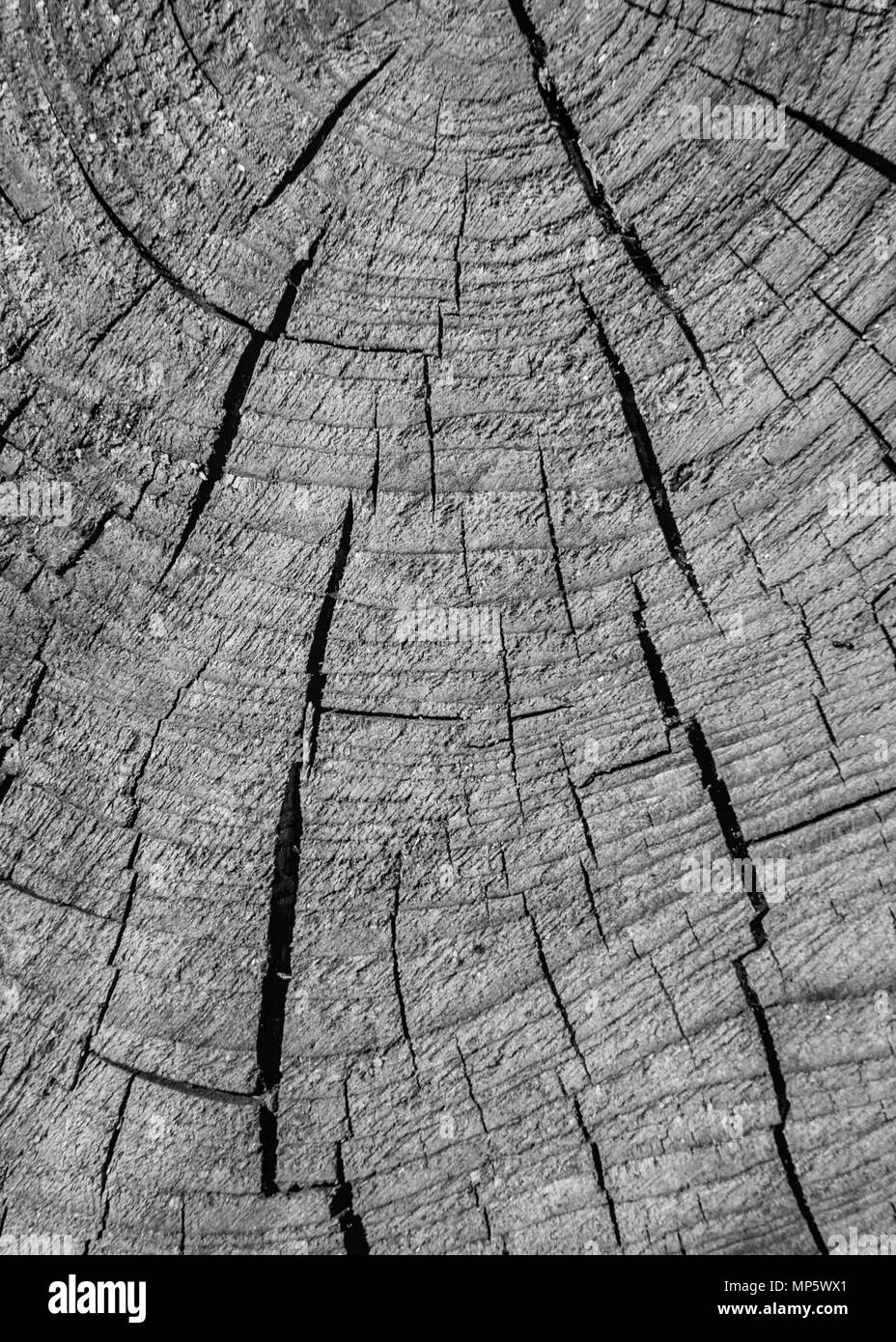 Naturalistic patterns Black and White Stock Photos & Images - Alamy