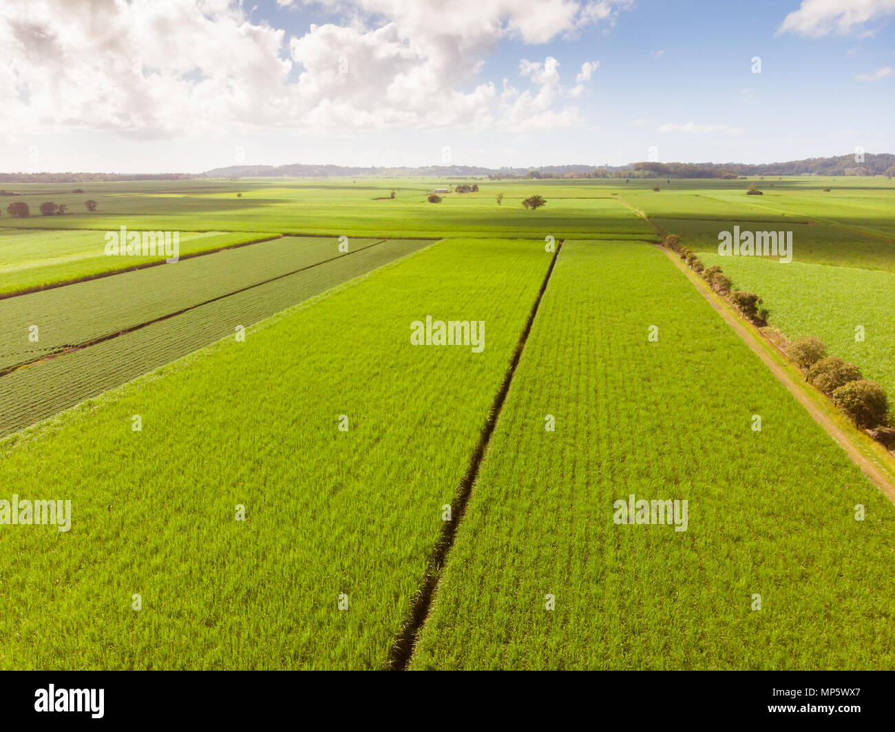 Sugar cane field above hi-res stock photography and images - Alamy