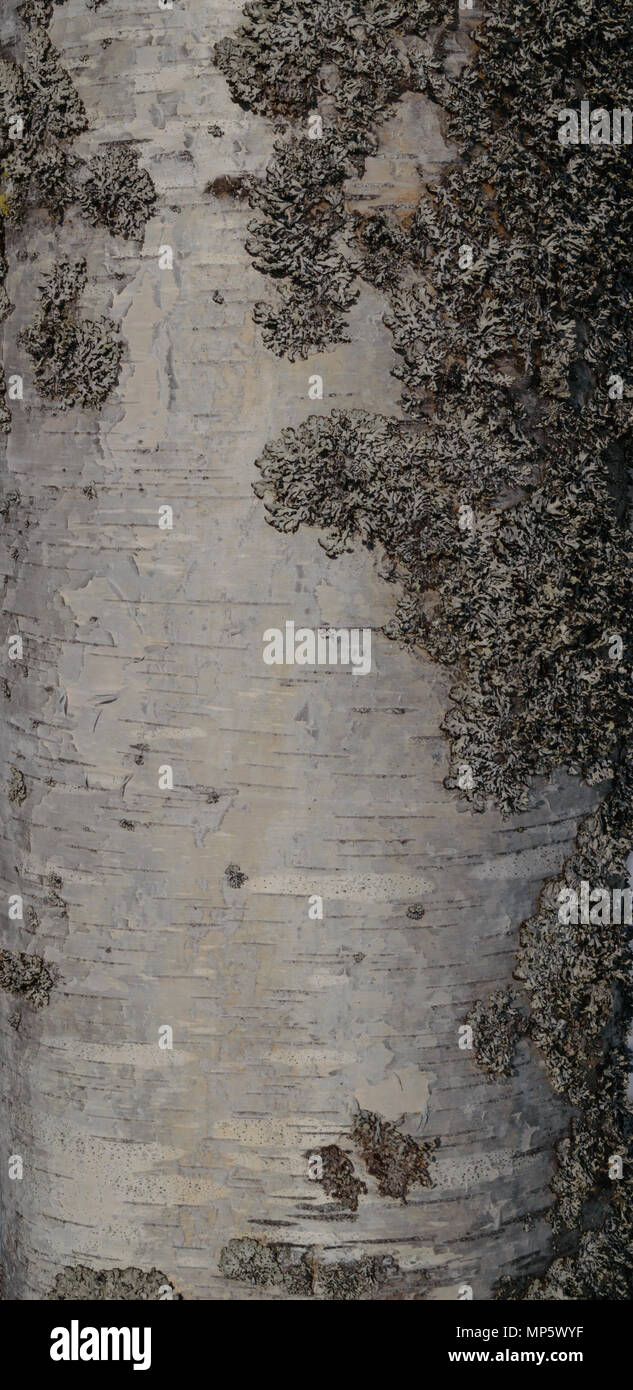 Birchbark hi-res stock photography and images - Alamy