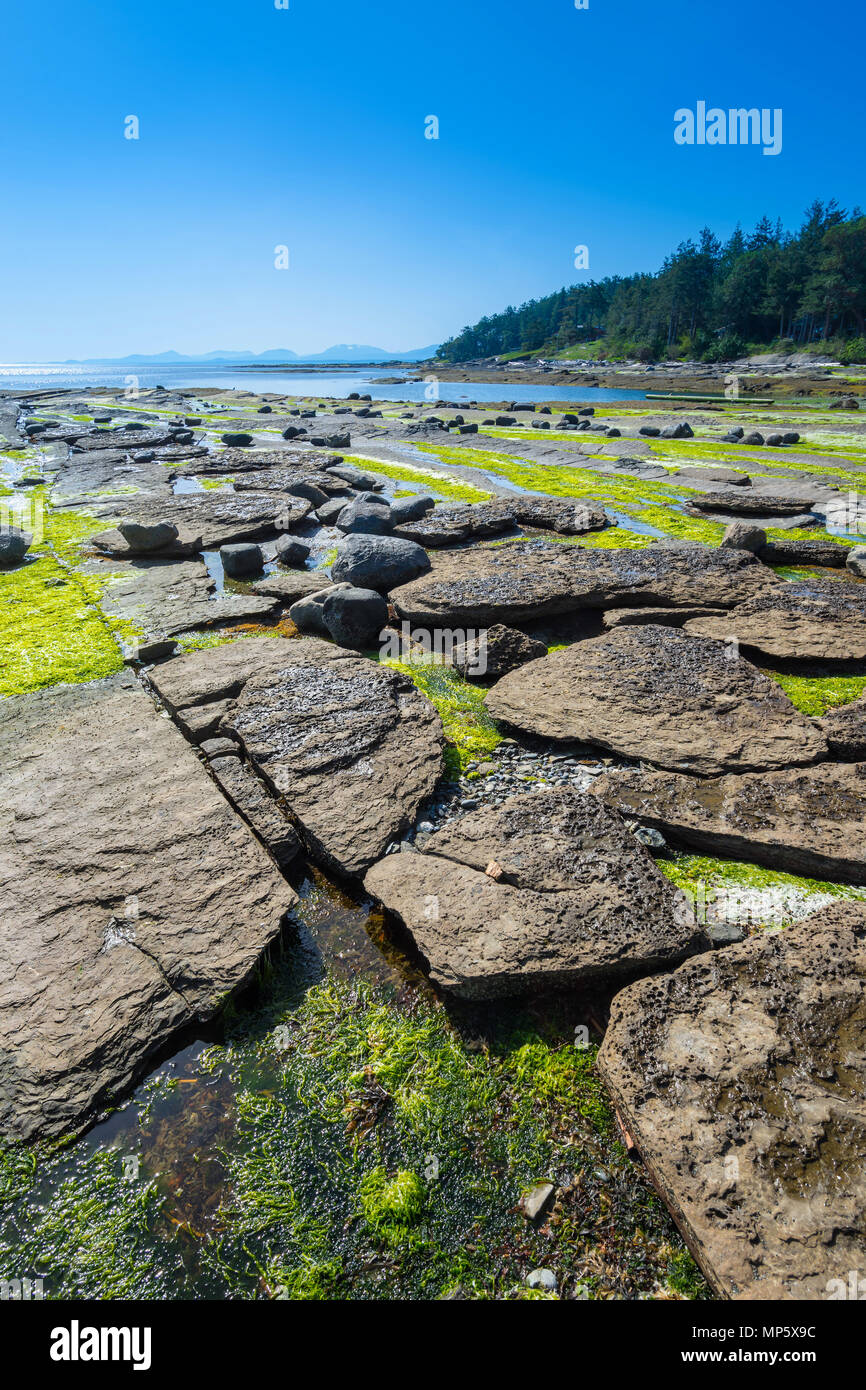 Rocky shore, Sandpiper beach, Hornby Island, BC, Canada Stock Photo - Alamy