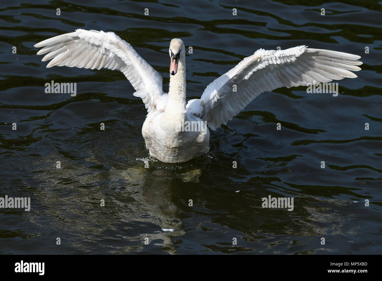 Wings outstreched hi-res stock photography and images - Alamy