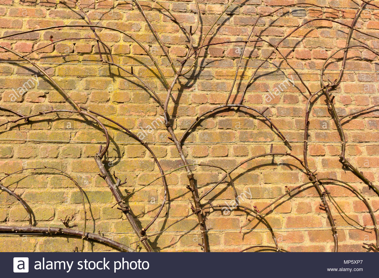 Climbing Rose Against Wall Stock Photos & Climbing Rose Against Wall ...