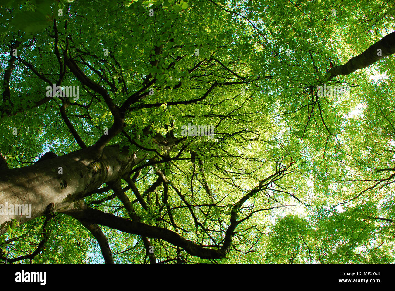 Canopy tree flower hi-res stock photography and images - Alamy
