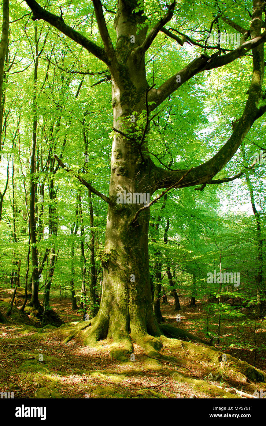 Leafy tree canopy hi-res stock photography and images - Alamy